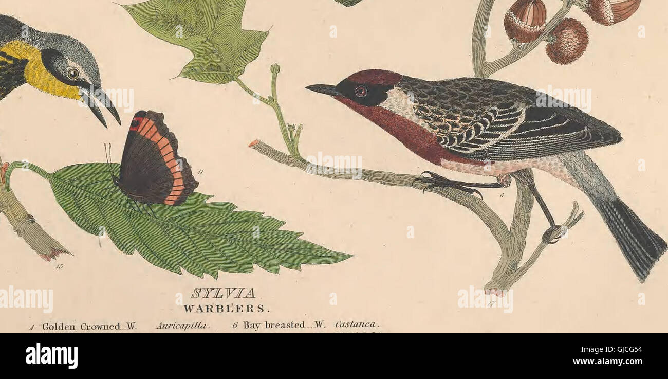 This work illustrates the American ornithology of Alexander Wilson and ...