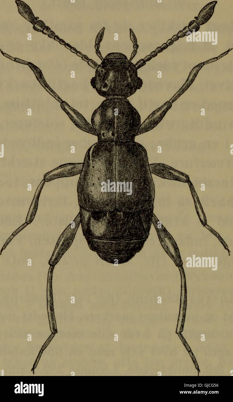 A 1907 illustrated guide to Danish fauna, detailing native animal ...