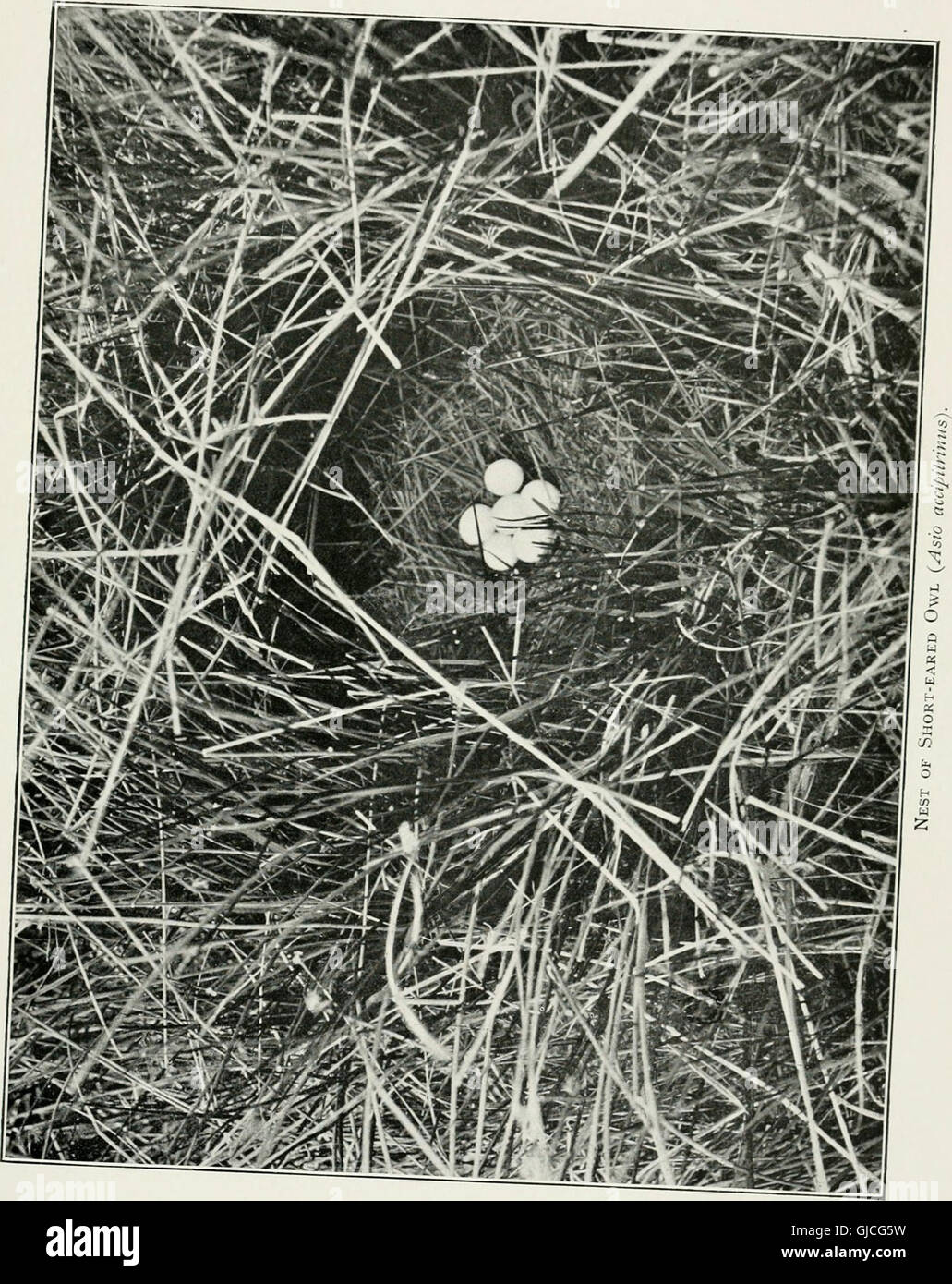 The 1903 work 'Pictures of Bird Life' offers visual depictions of birds ...