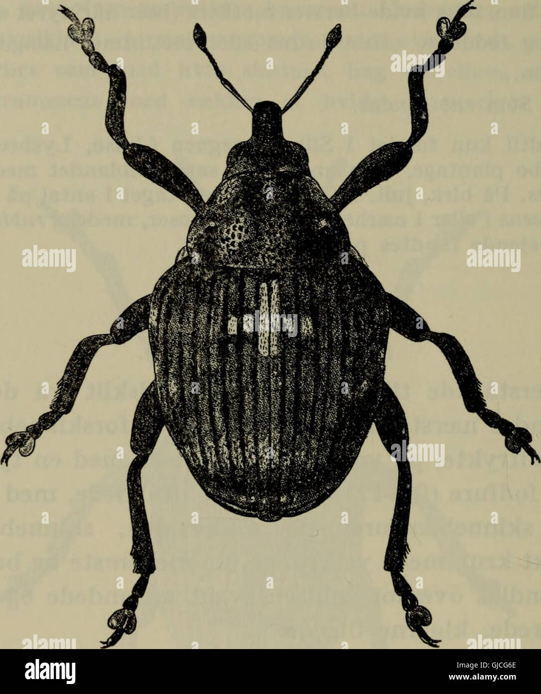 This 1907 illustrated guide details the fauna of Denmark, presenting ...