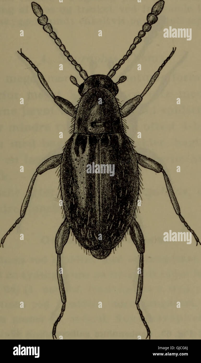 Danmarks fauna (1907) is an illustrated guide to the animal life of ...