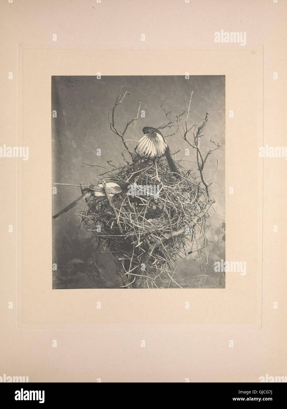 This 1895 collection of twenty-five photographs, printed in platinotype ...