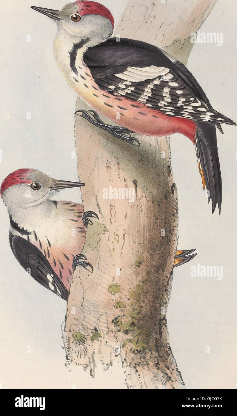 *The Birds of Europe* (1837) is a comprehensive work on the bird ...