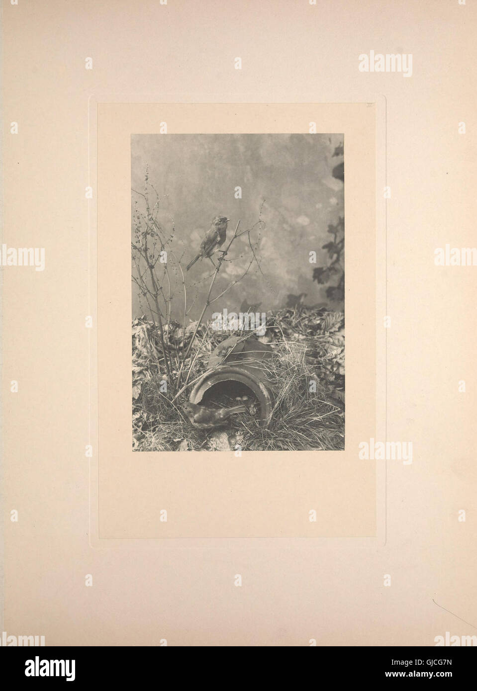 Twenty-five photographs (printed in platinotype) (1895 Stock Photo - Alamy