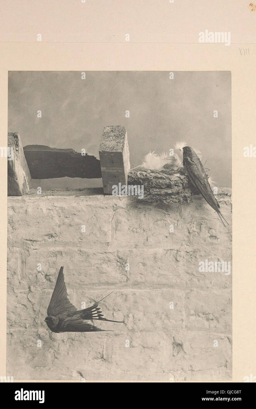 Platinotype hi-res stock photography and images - Alamy