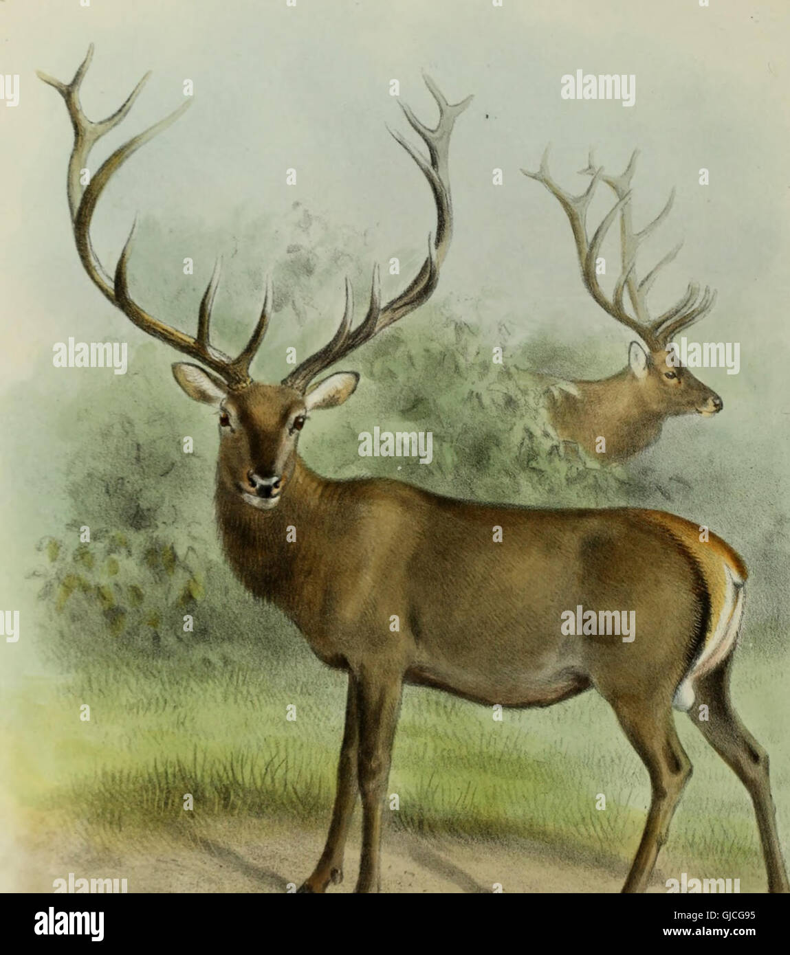 This 1898 work explores the history of the Cervidae family, covering ...