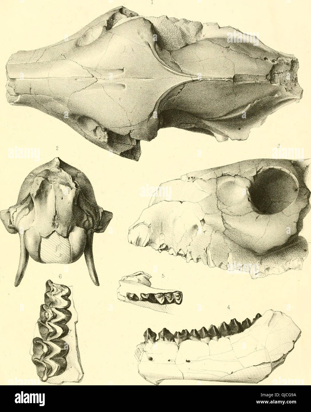 The ancient fauna of Nebraska- a description of remains of extinct ...