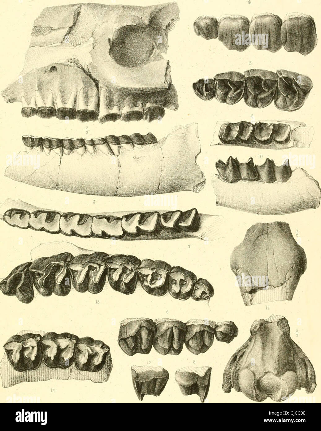 This 1853 work provides a detailed description of fossil remains from ...