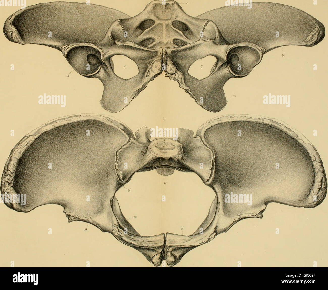 Dinocerata - a monograph of an extinct order of gigantic mammals (1886 ...