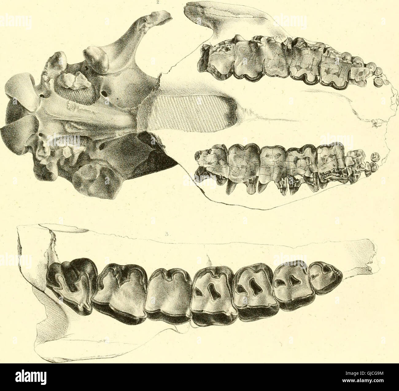 This 1853 work presents the discovery and description of extinct ...