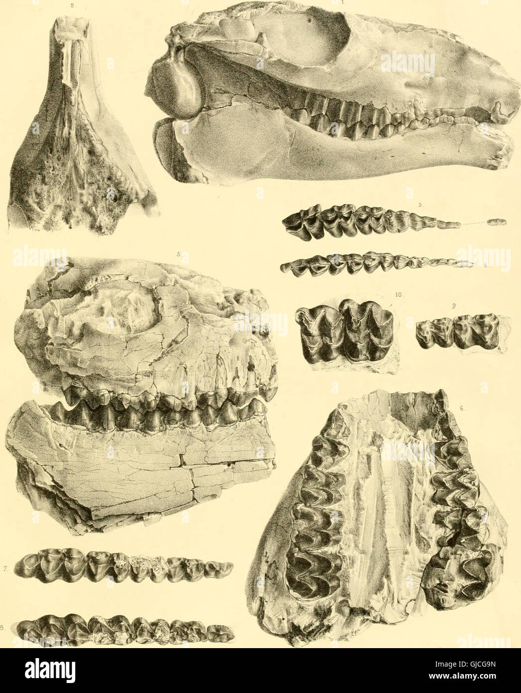 This 1853 work describes the remains of extinct mammals and reptiles ...