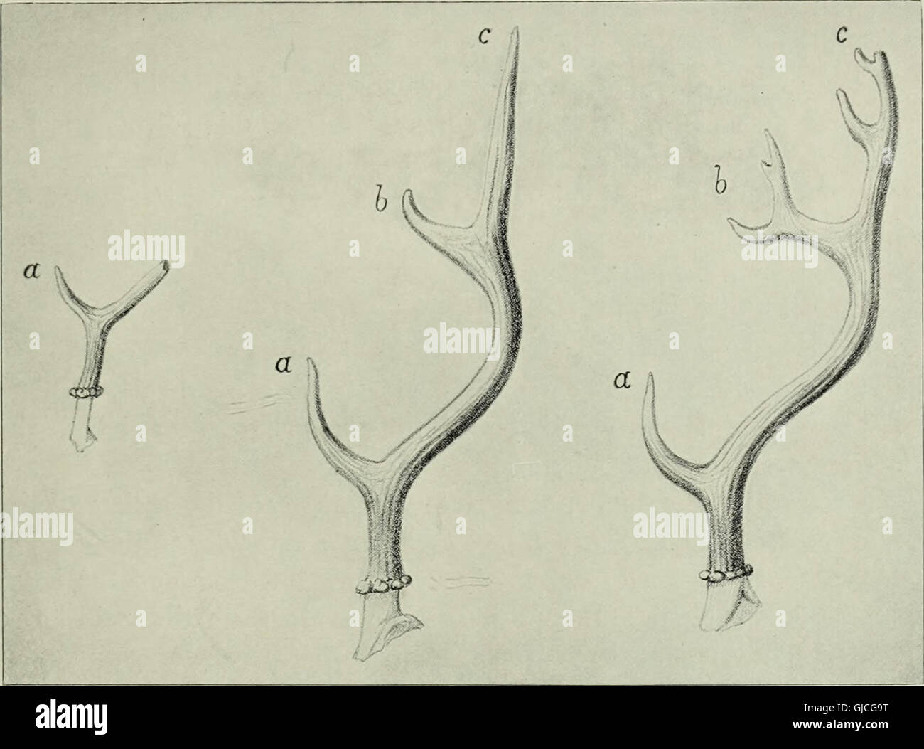 A 1898 work covering the history of the Cervidae family, exploring both ...