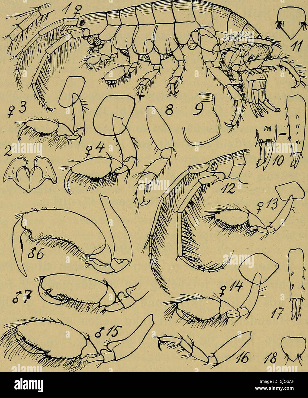 A 1907 illustrated handbook detailing the fauna of Denmark. It covers a ...