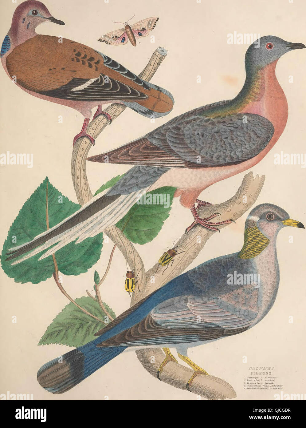 This publication illustrates the American ornithology works of ...