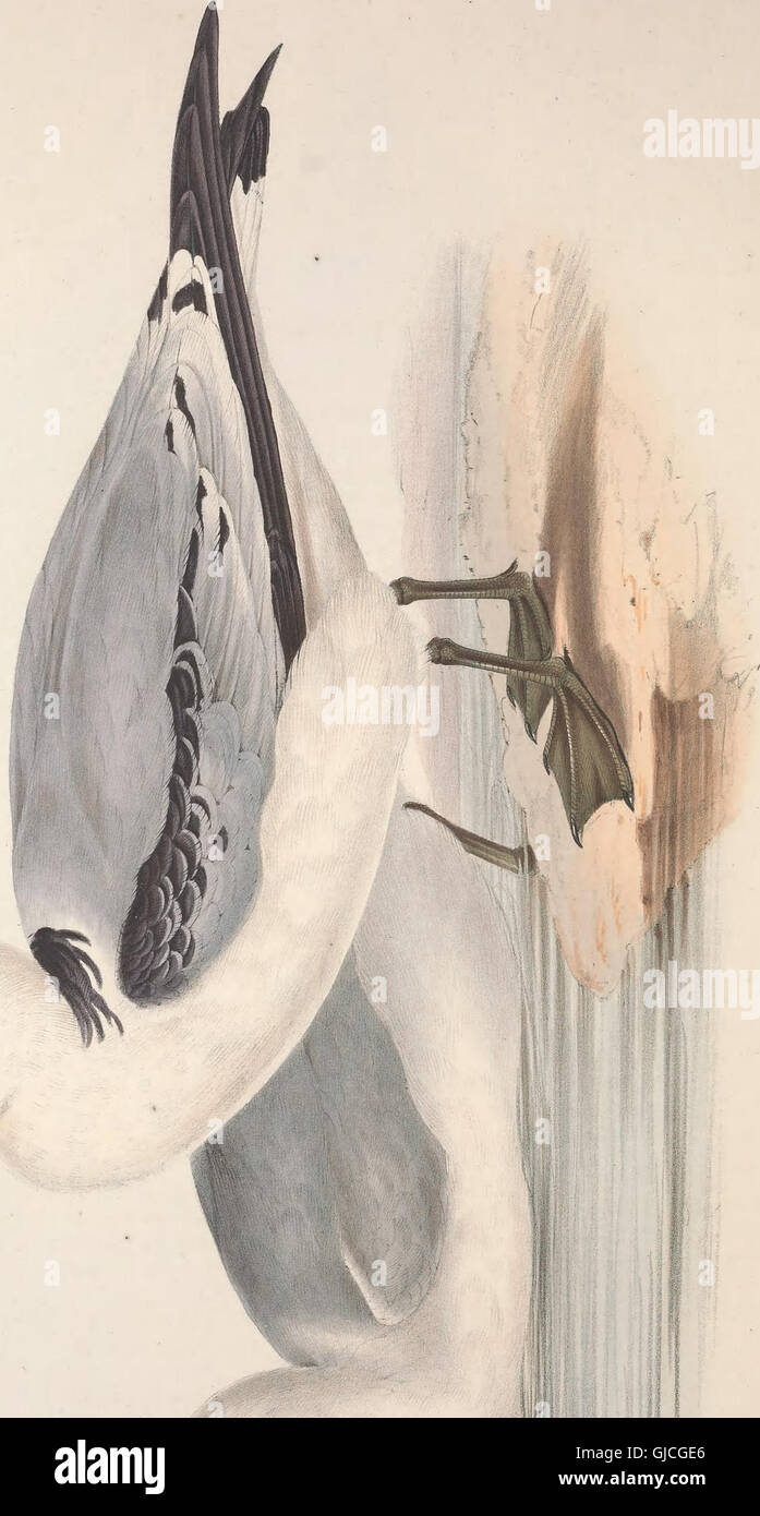 *The Birds of Europe* (1837) is a pioneering work by John Gould that ...