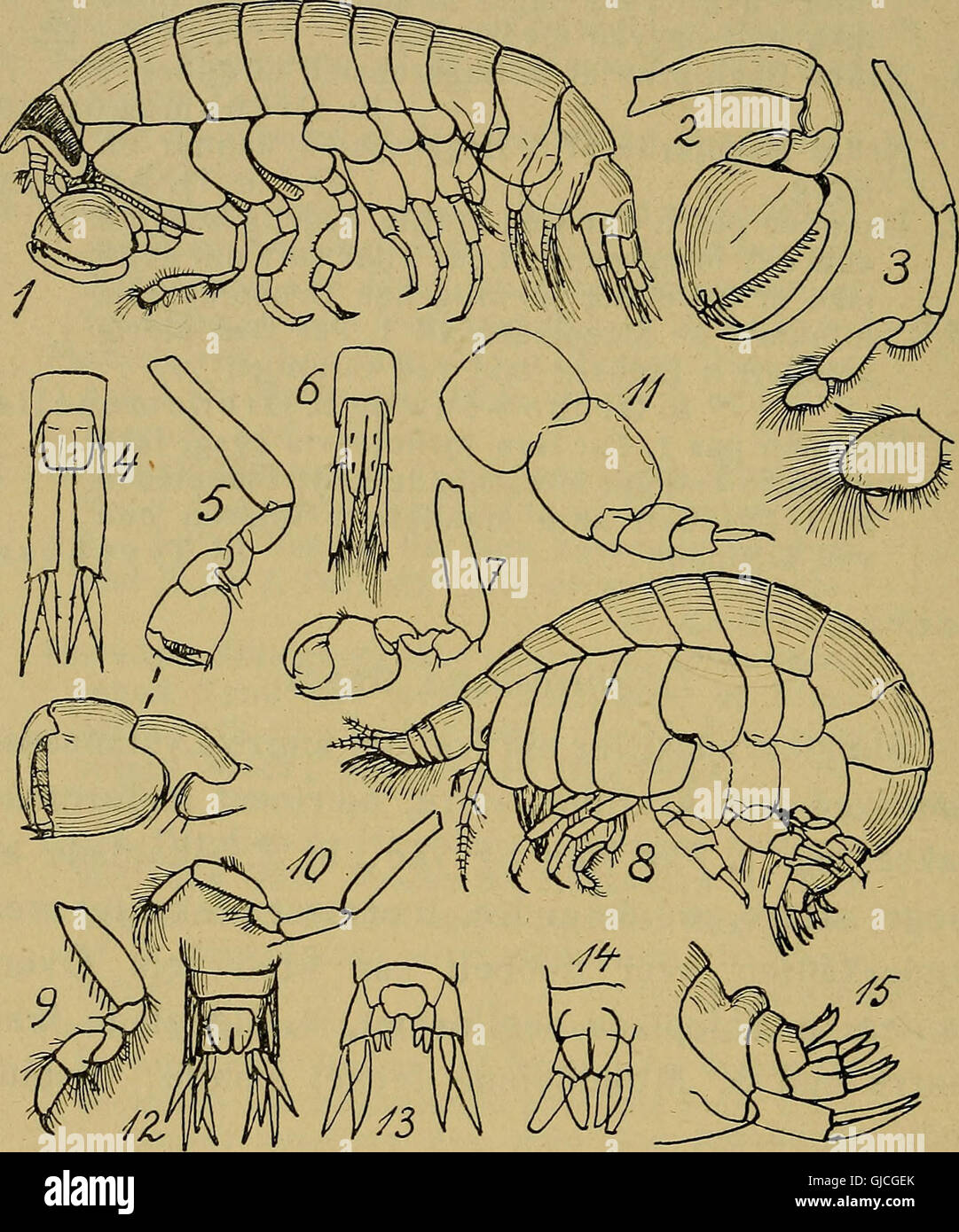 Danmarks fauna (1907) is an illustrated guide to the animal life of ...