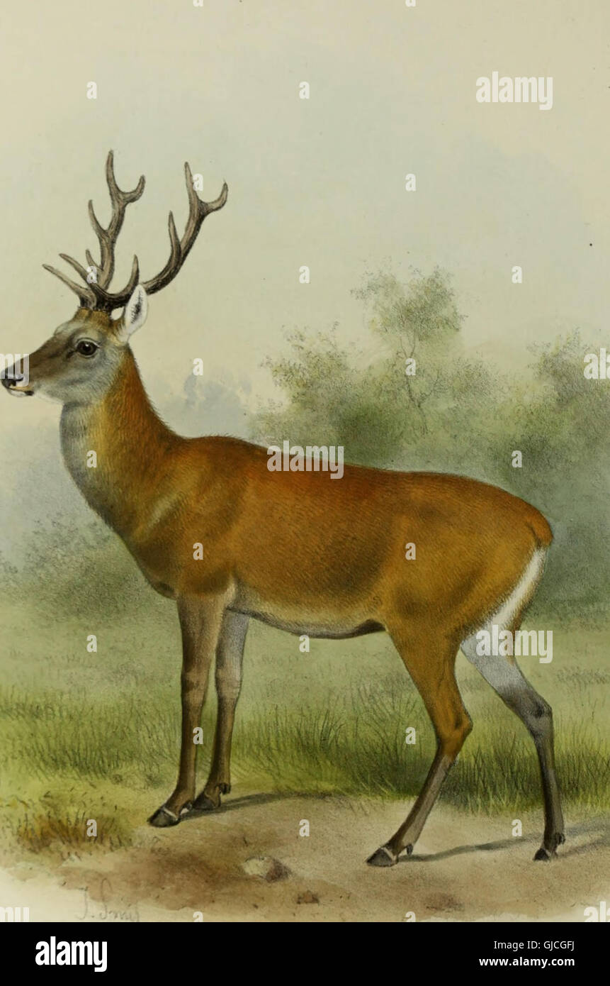 This 1898 work presents a comprehensive history of the Cervidae family ...
