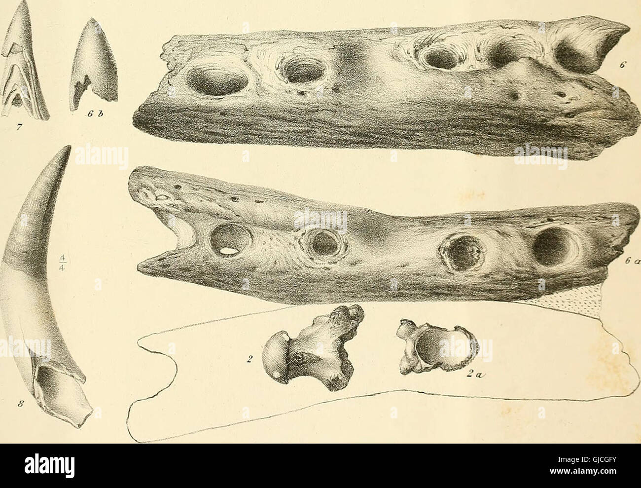 This 1869 work provides a comprehensive overview of the extinct ...