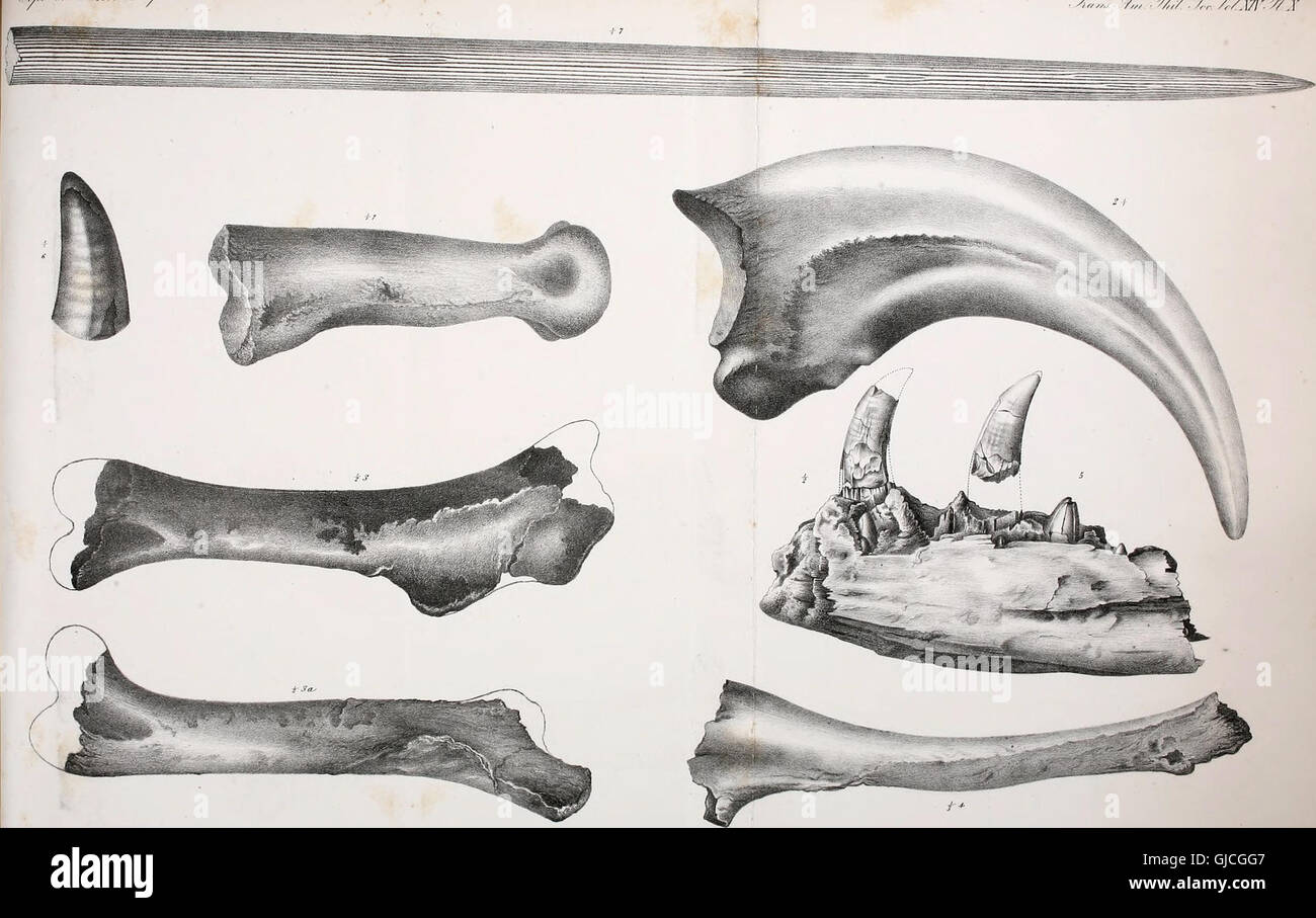 This 1869 work provides a synopsis of extinct amphibians (Batrachia ...