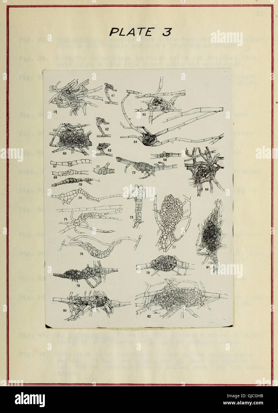 This 1918 scientific work discusses the Pycnidium, a type of fungal ...