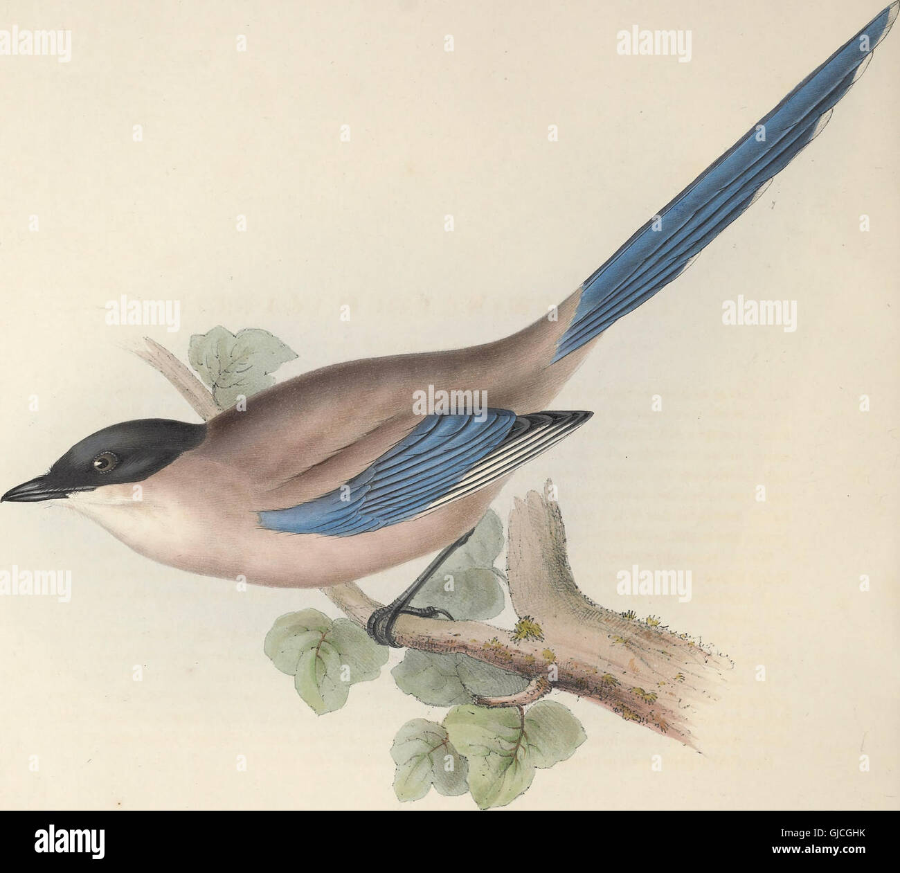 *The Birds of Europe* (1837) is a detailed study of European bird ...