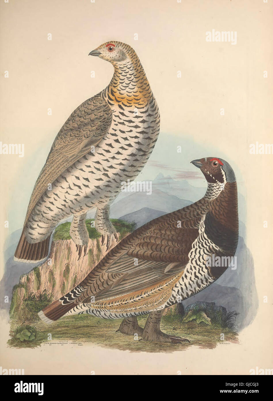 This work features illustrations of American ornithology by Alexander ...