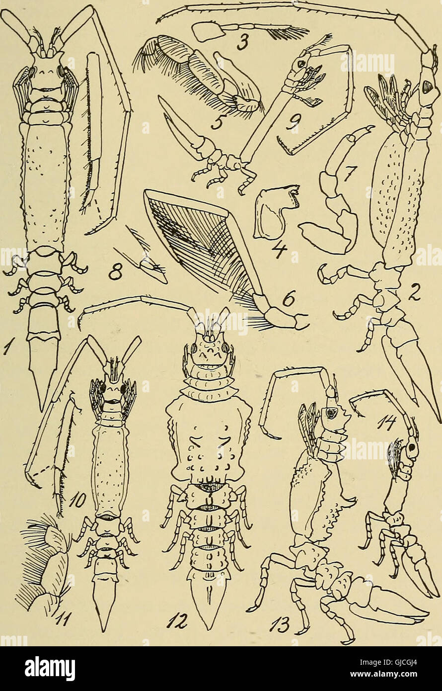 *Danmarks fauna* (1907) is a comprehensive illustrated guide to the ...