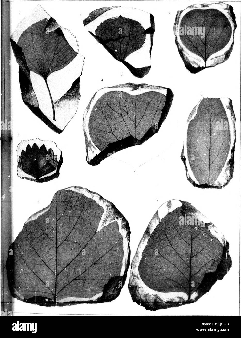This 1898 work examines the extinct plant species of North America ...