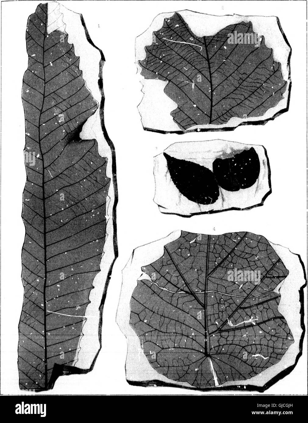 This work, published in 1898, explores the extinct plant species of ...