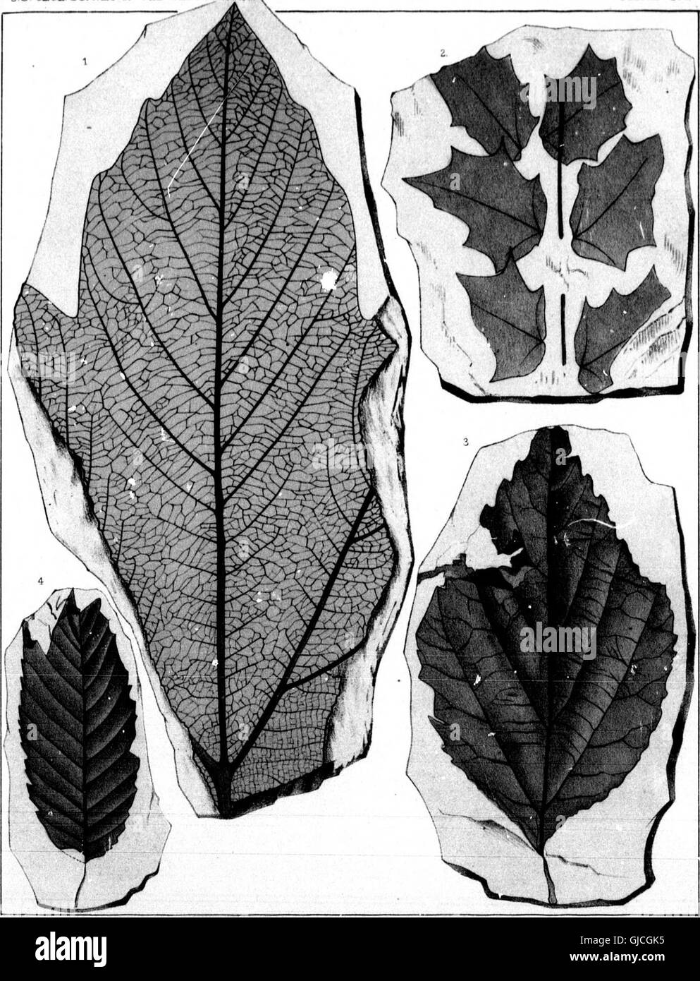 A scientific work on the extinct plant species of North America ...