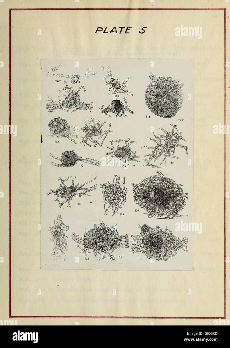 Within fungal structures hi-res stock photography and images - Alamy