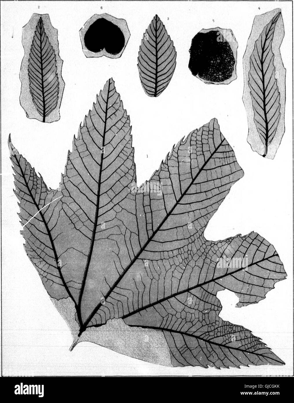 This 1898 work examines the extinct plant species of North America ...