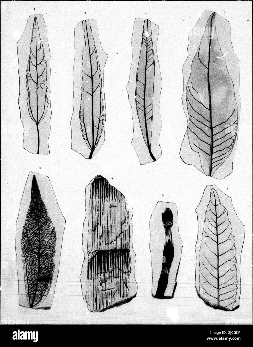 This 1898 study examines the extinct plant species that once inhabited ...
