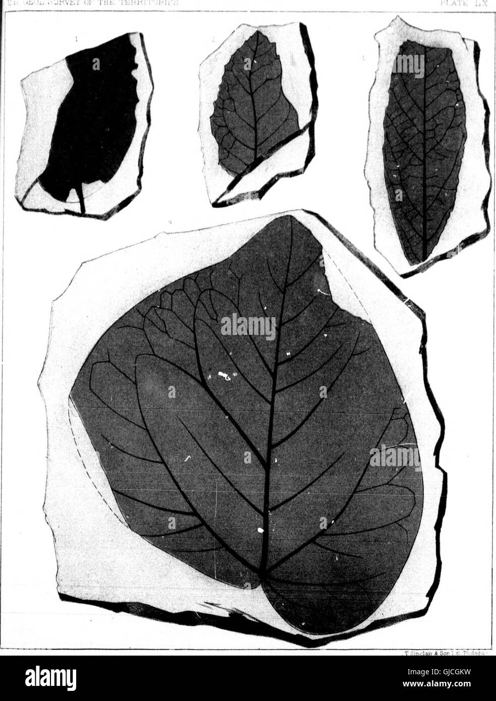 A study of the extinct plant species in North America, focusing on ...