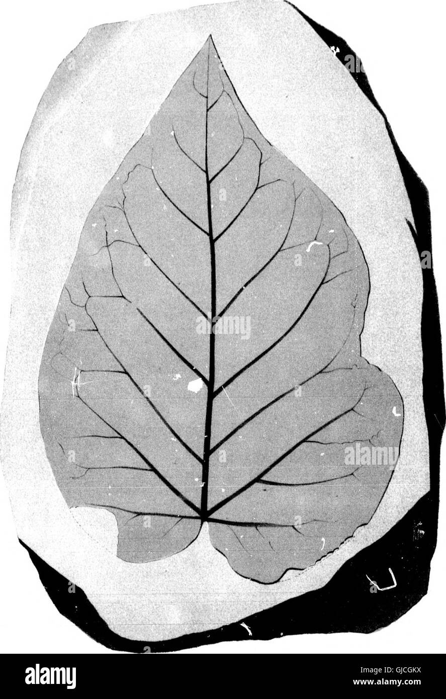 *The Later Extinct Floras of North America* (1898) examines the plant ...