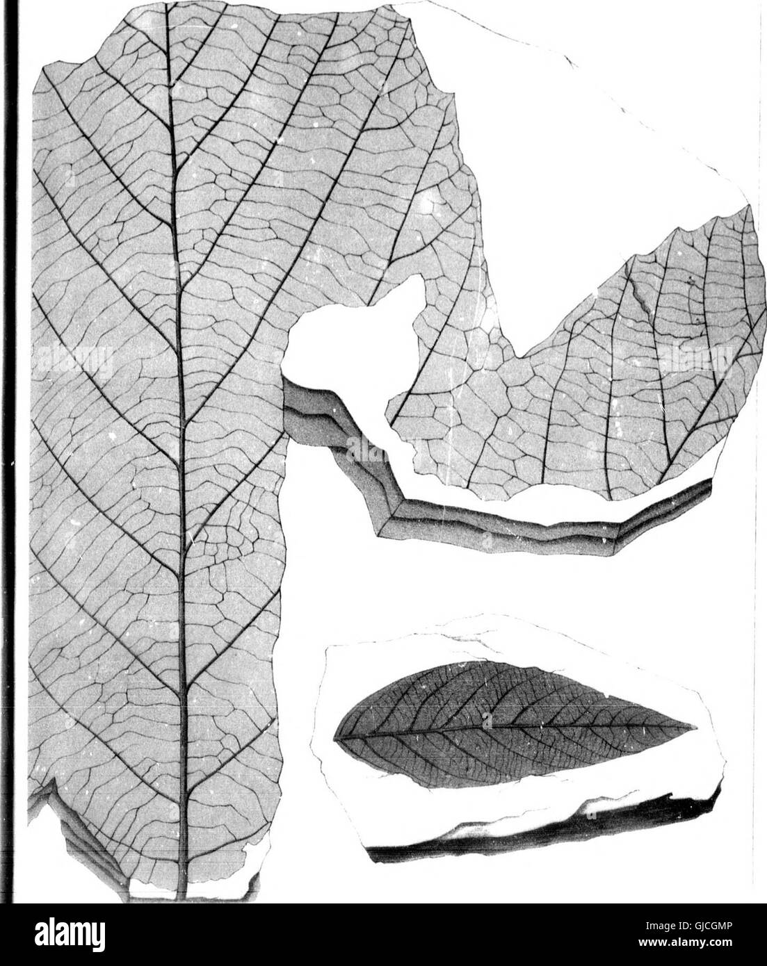 This work examines the extinct plant species of North America, focusing ...