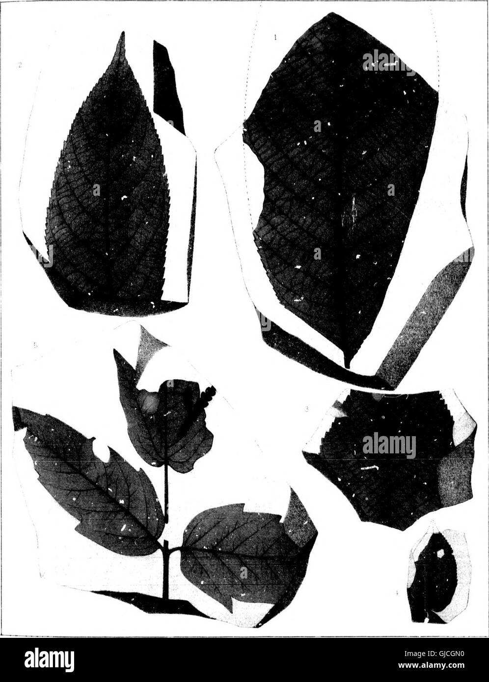 This work examines the extinct plant species that once flourished in ...