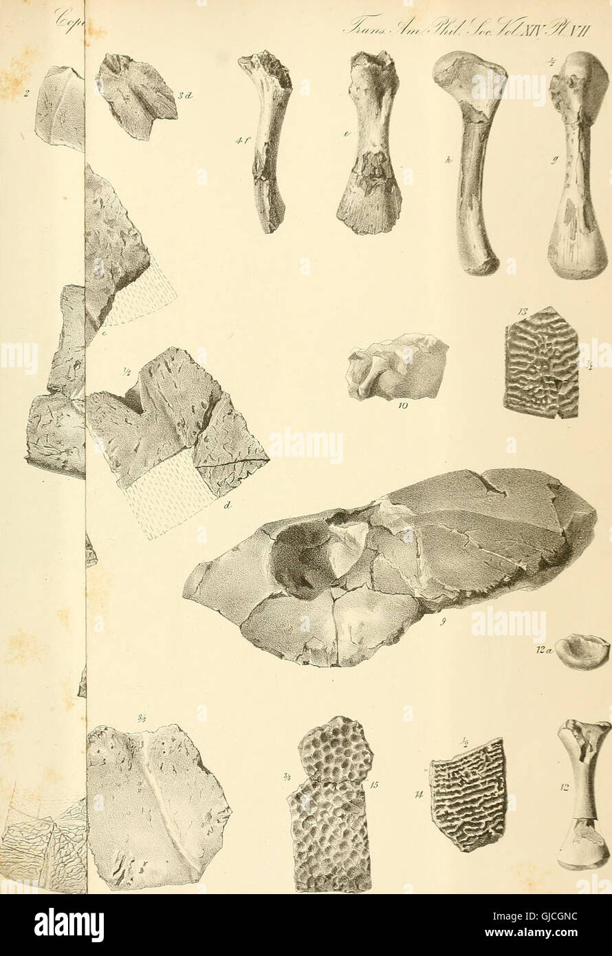 A 1869 study detailing the extinct amphibians (Batrachia), reptiles ...