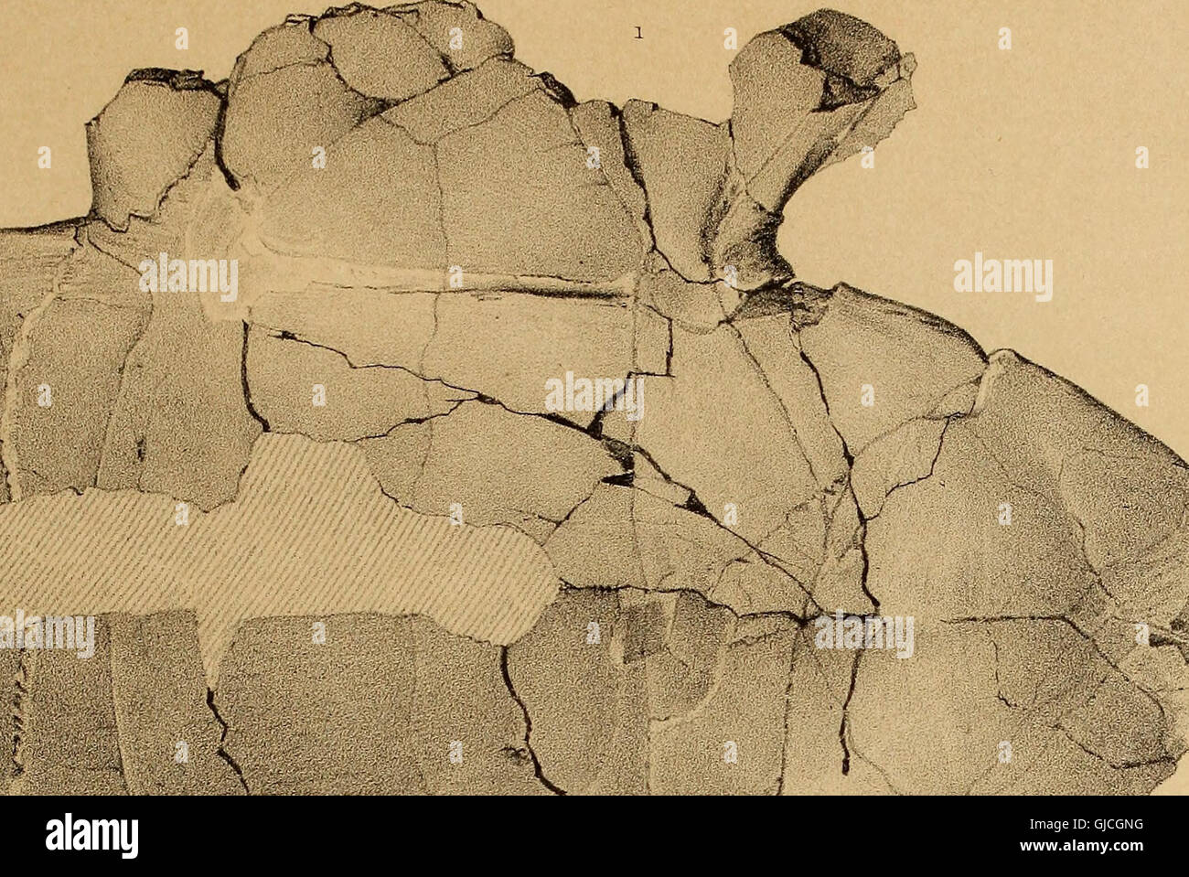 This work from 1873 discusses the extinct vertebrate species of the ...