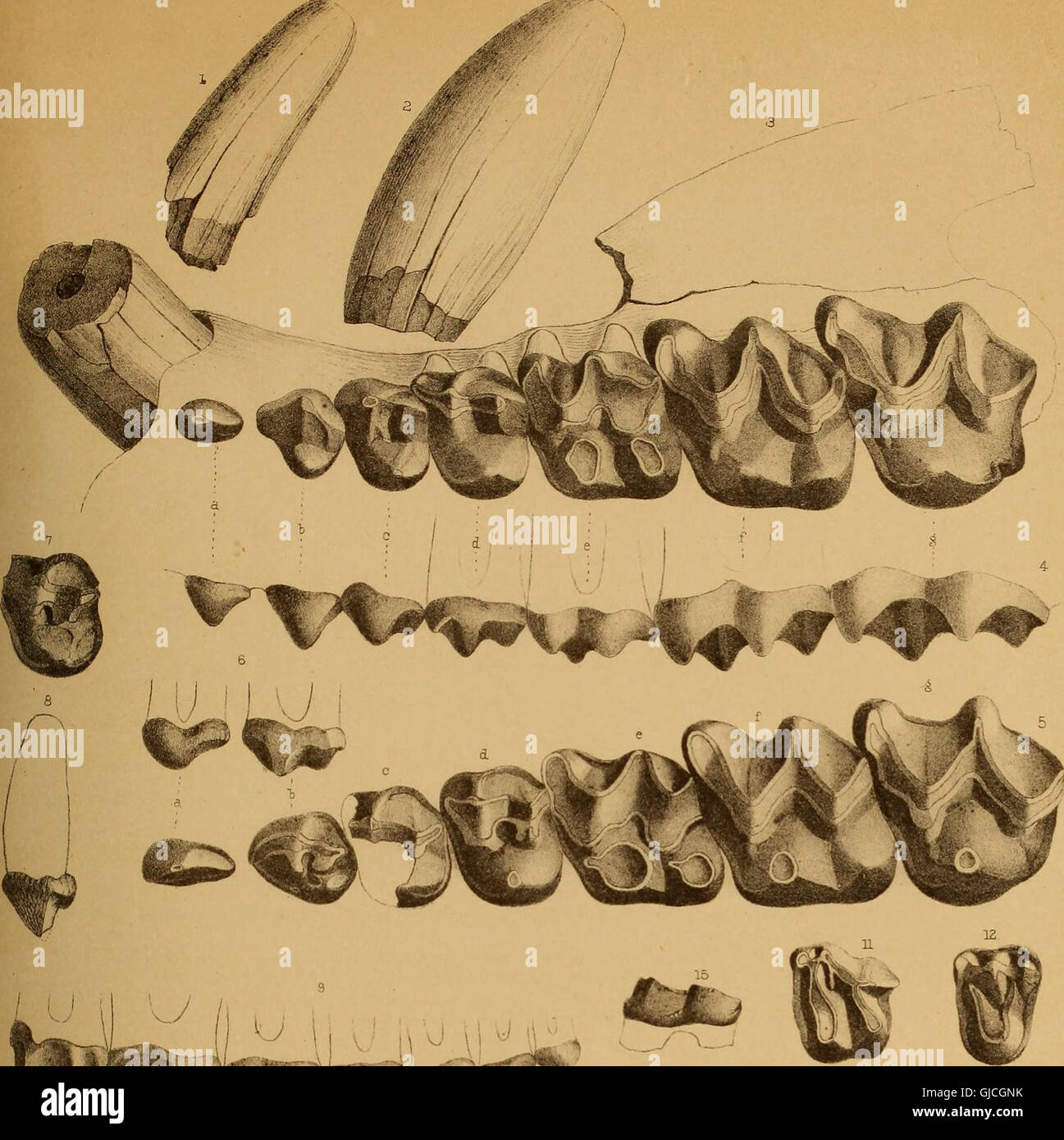 This work presents a series of contributions to the study of extinct ...