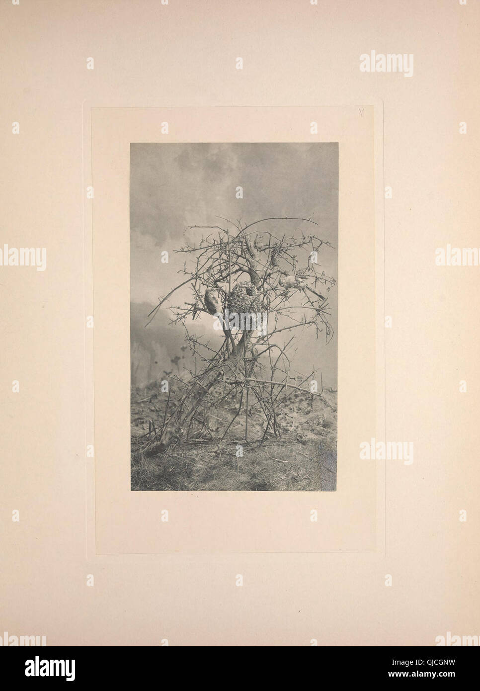 Twenty-five photographs (printed in platinotype) (1895 Stock Photo - Alamy