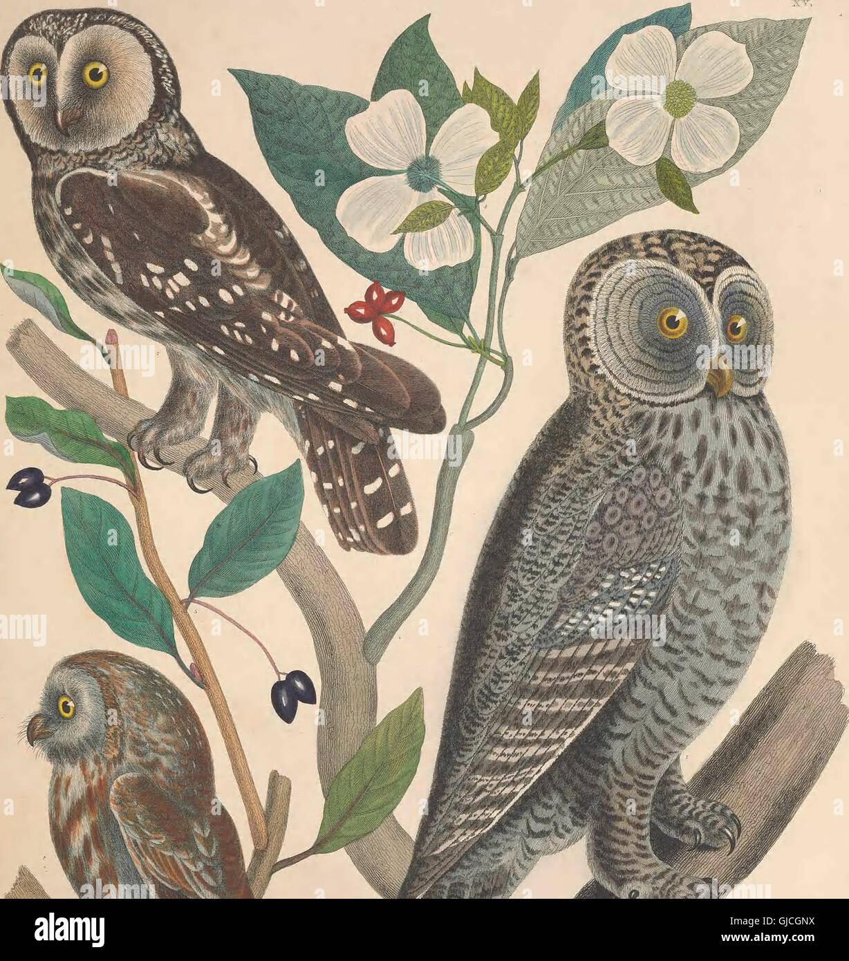This work compiles the ornithological illustrations by Alexander Wilson ...