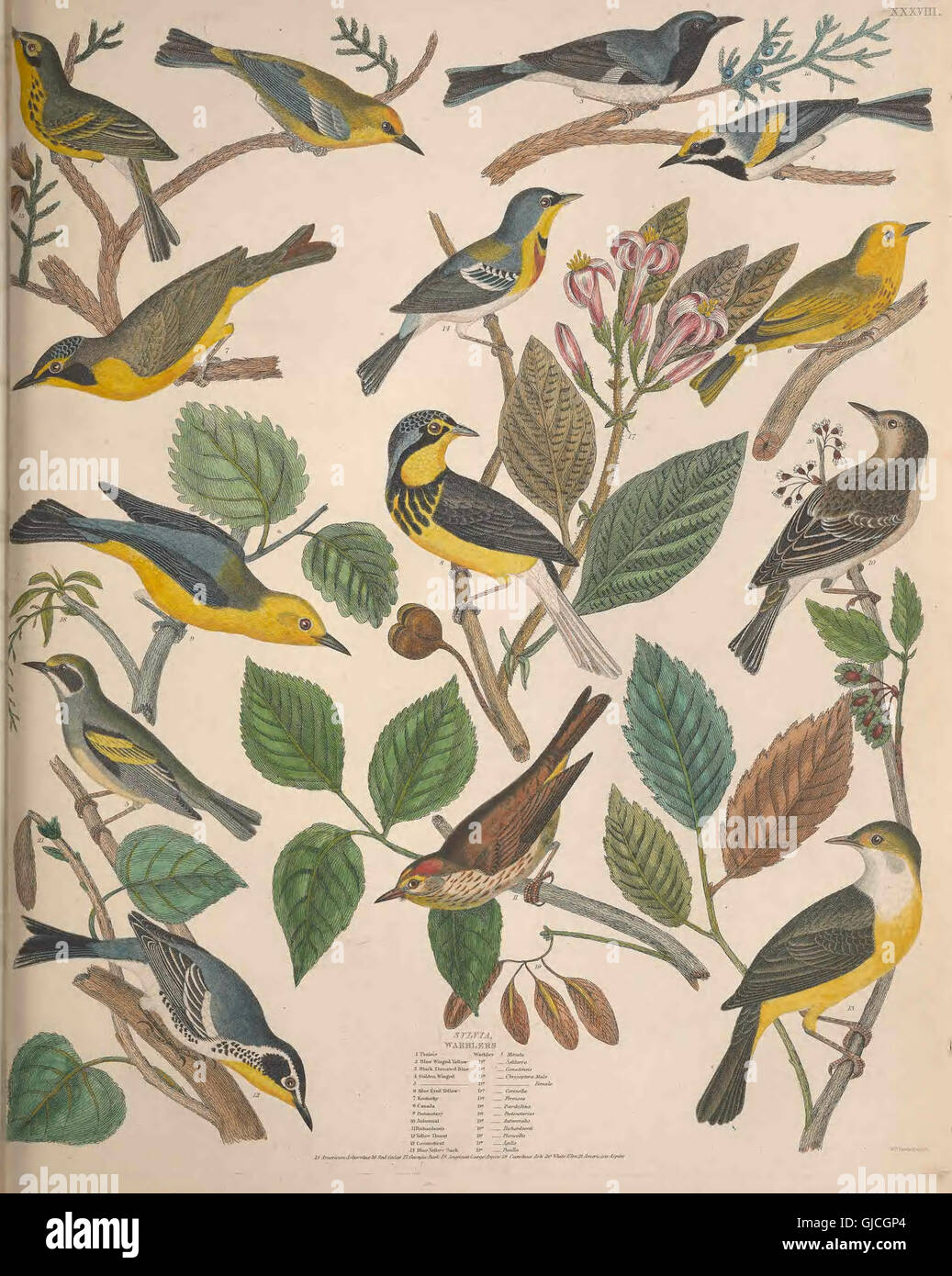 This publication illustrates the ornithological works of Alexander ...