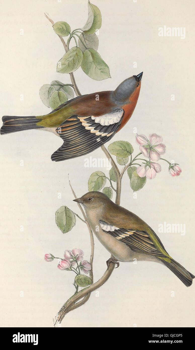 'The Birds of Europe' (1837) is a comprehensive work on European bird ...