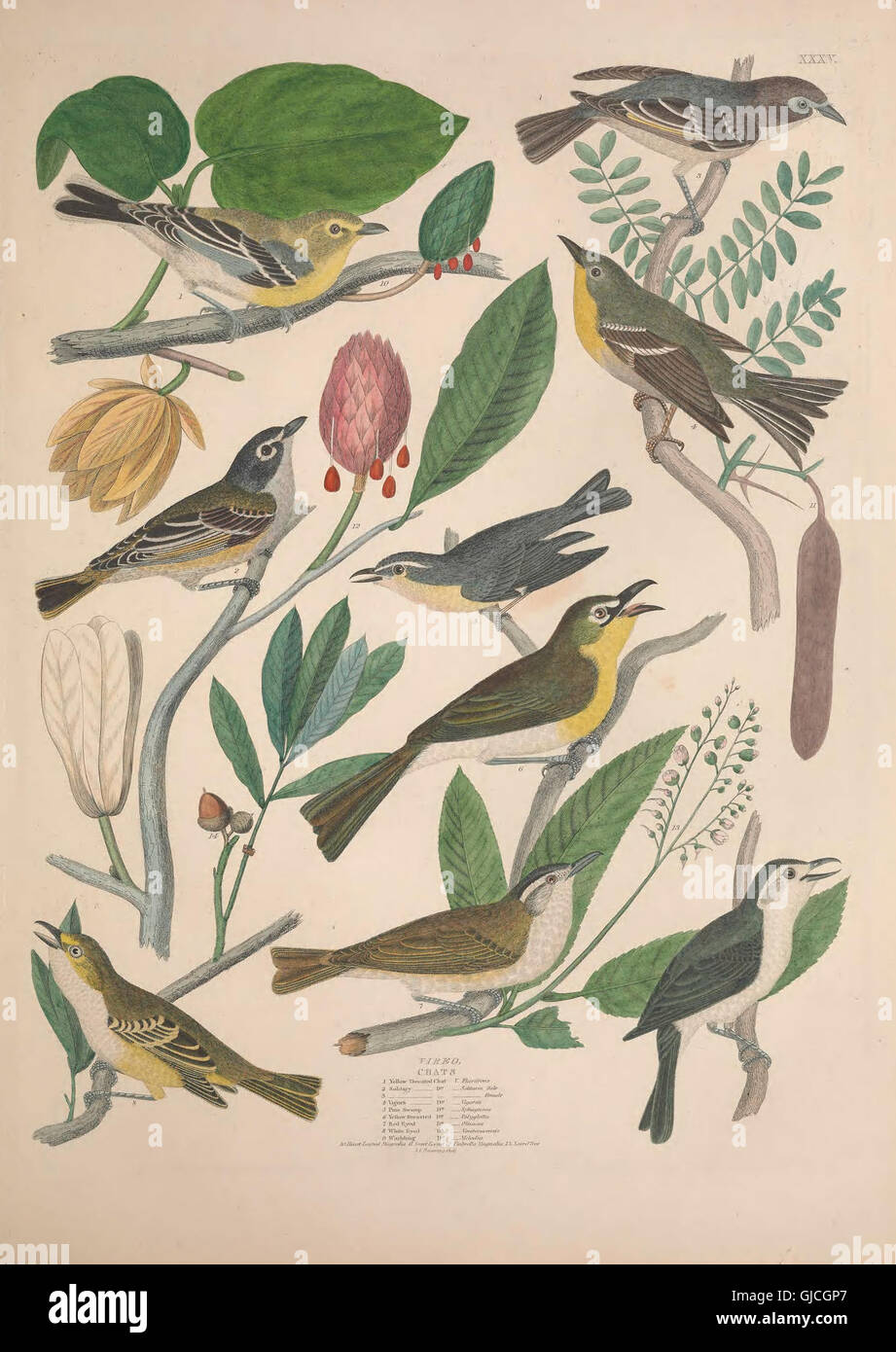 An ornithological work by Alexander Wilson and Charles Lucian Bonaparte ...