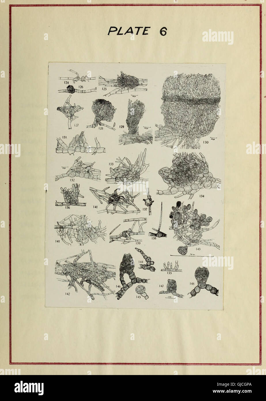 This 1918 study discusses the origin and growth of the Pycnidium, a ...
