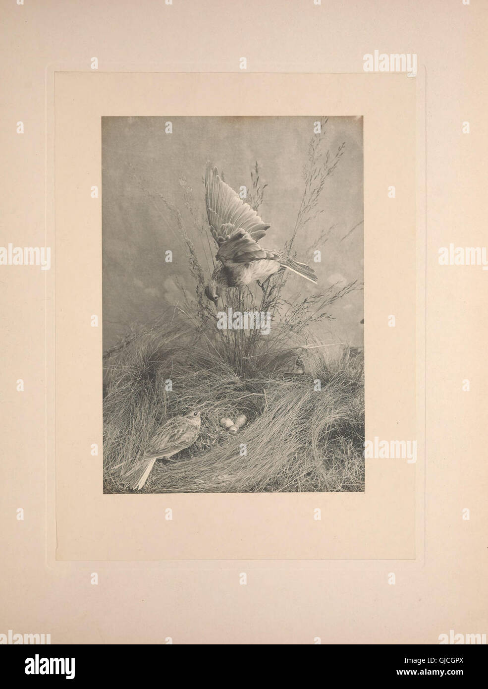 This 1895 collection features twenty-five photographs printed using the ...