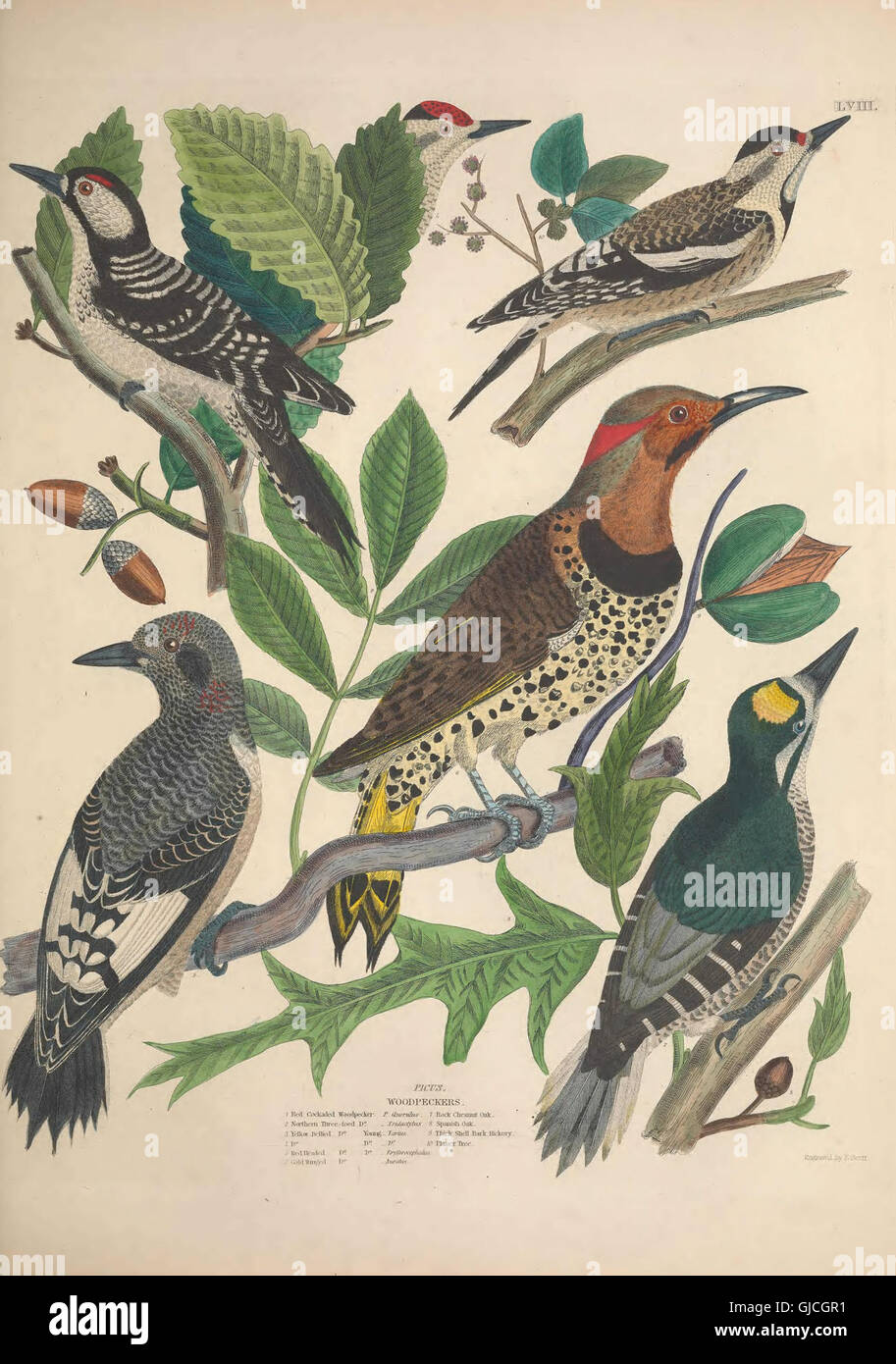 Illustrations of the American Ornithology (1831) by Alexander Wilson ...