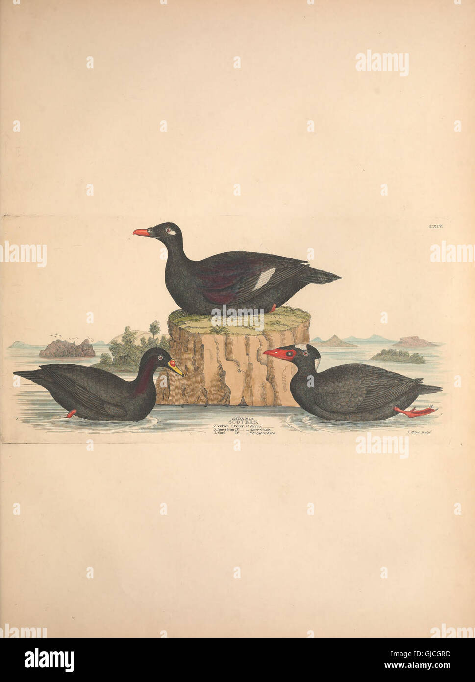 This work features the ornithological illustrations by Alexander Wilson ...