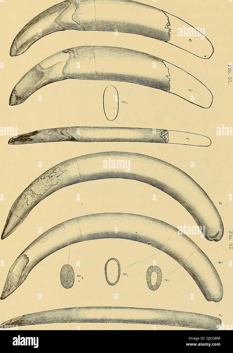 'Dinocerata' (1886) is a monograph that examines the extinct order of ...